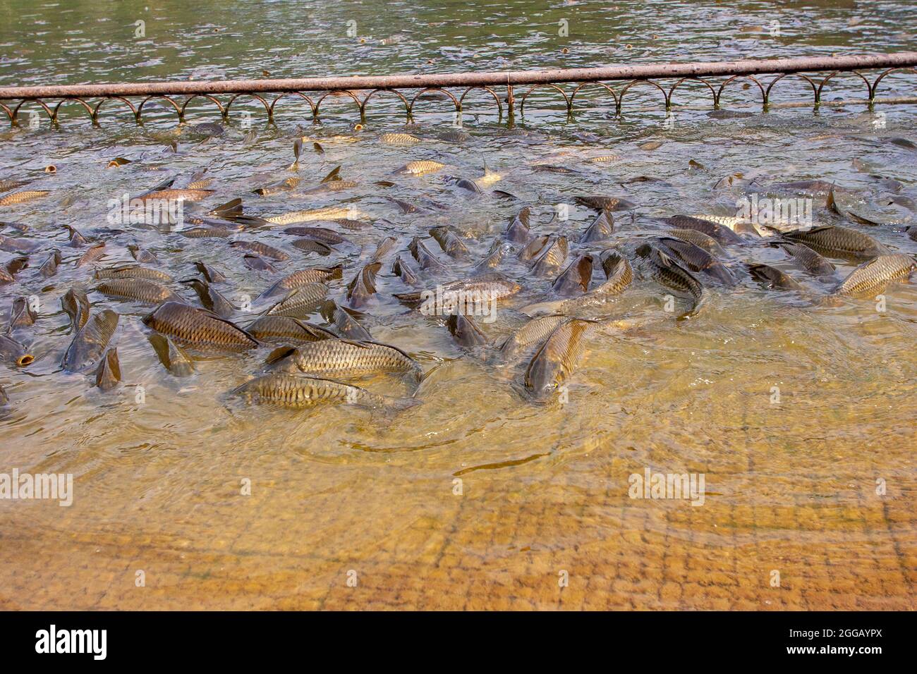 Thrashing High Resolution Stock Photography and Images - Alamy