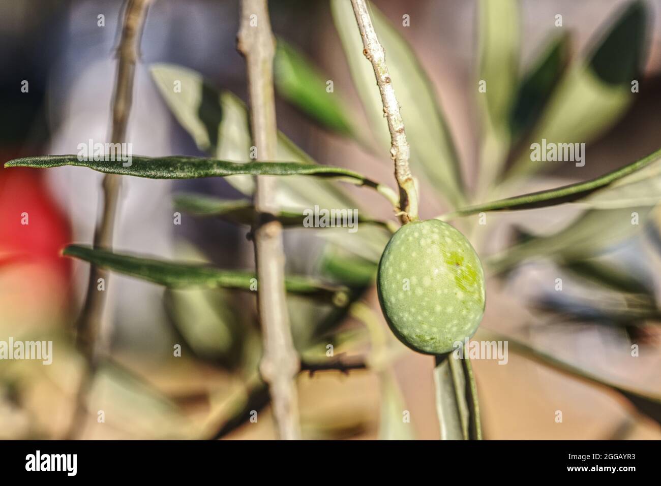 Hanging olive hi-res stock photography and images - Alamy