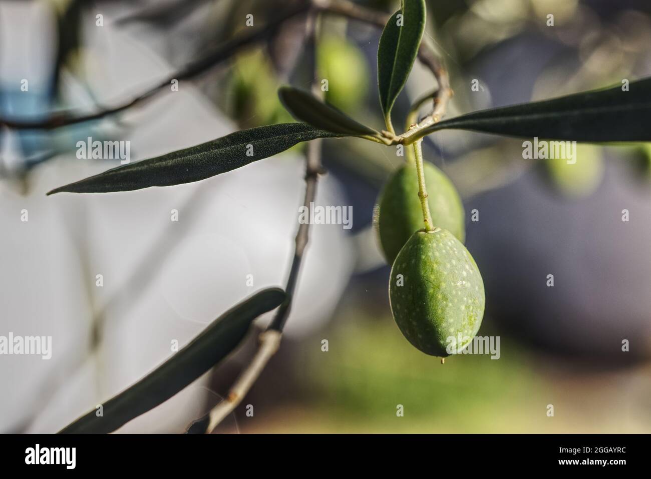 Close up of olives hi-res stock photography and images - Alamy