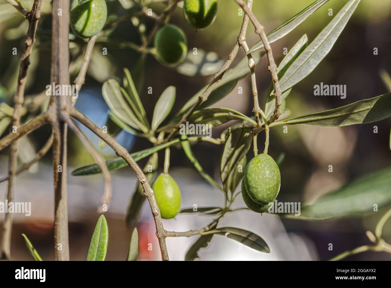Close up of olives hi-res stock photography and images - Alamy
