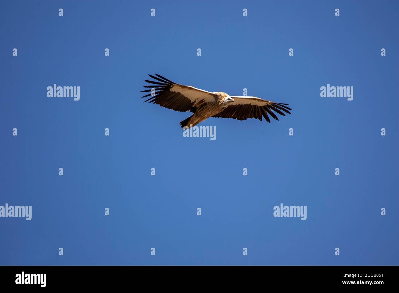 Himalayan griffon vulture (Gyps himalayensis). in flight with a blue ...