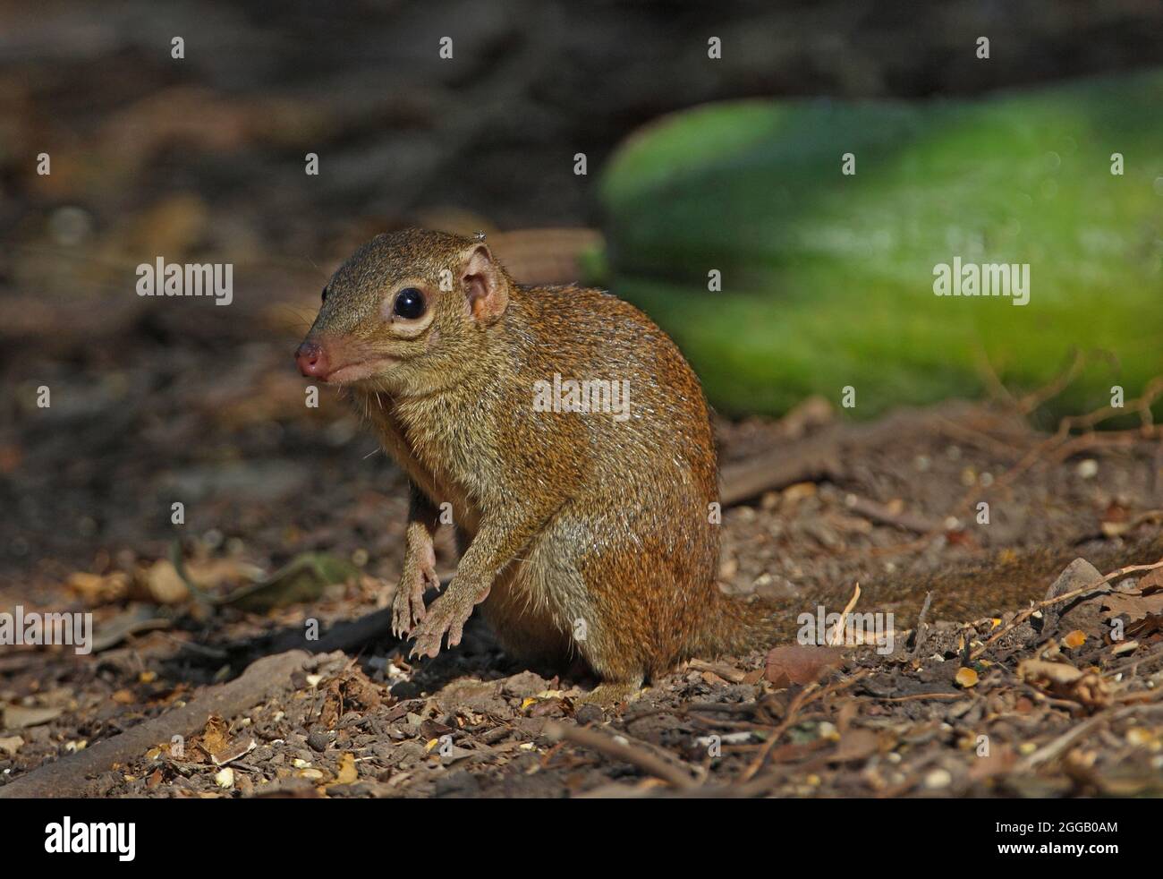 Tupaia High Resolution Stock Photography and Images - Alamy