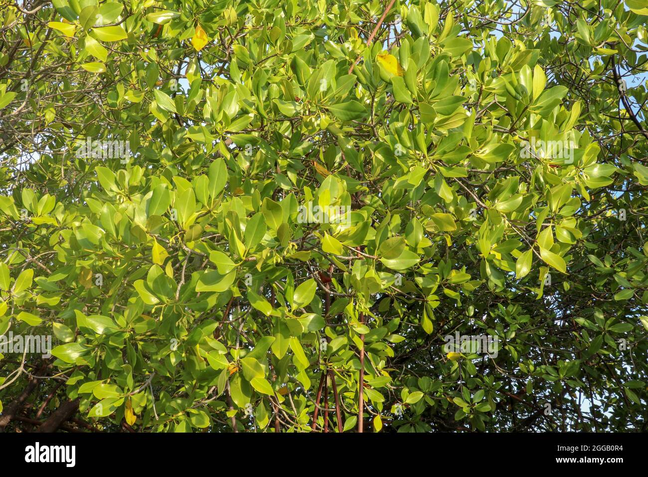 Close up of magrove trees with branches with green leaves. Close up of ...