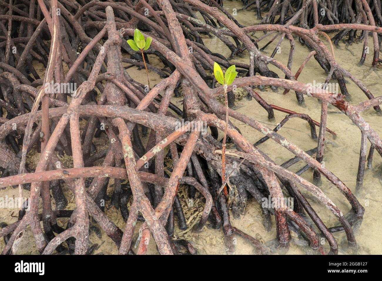 Two young mangroves. Shoots of young mangroves in safety of the roots ...