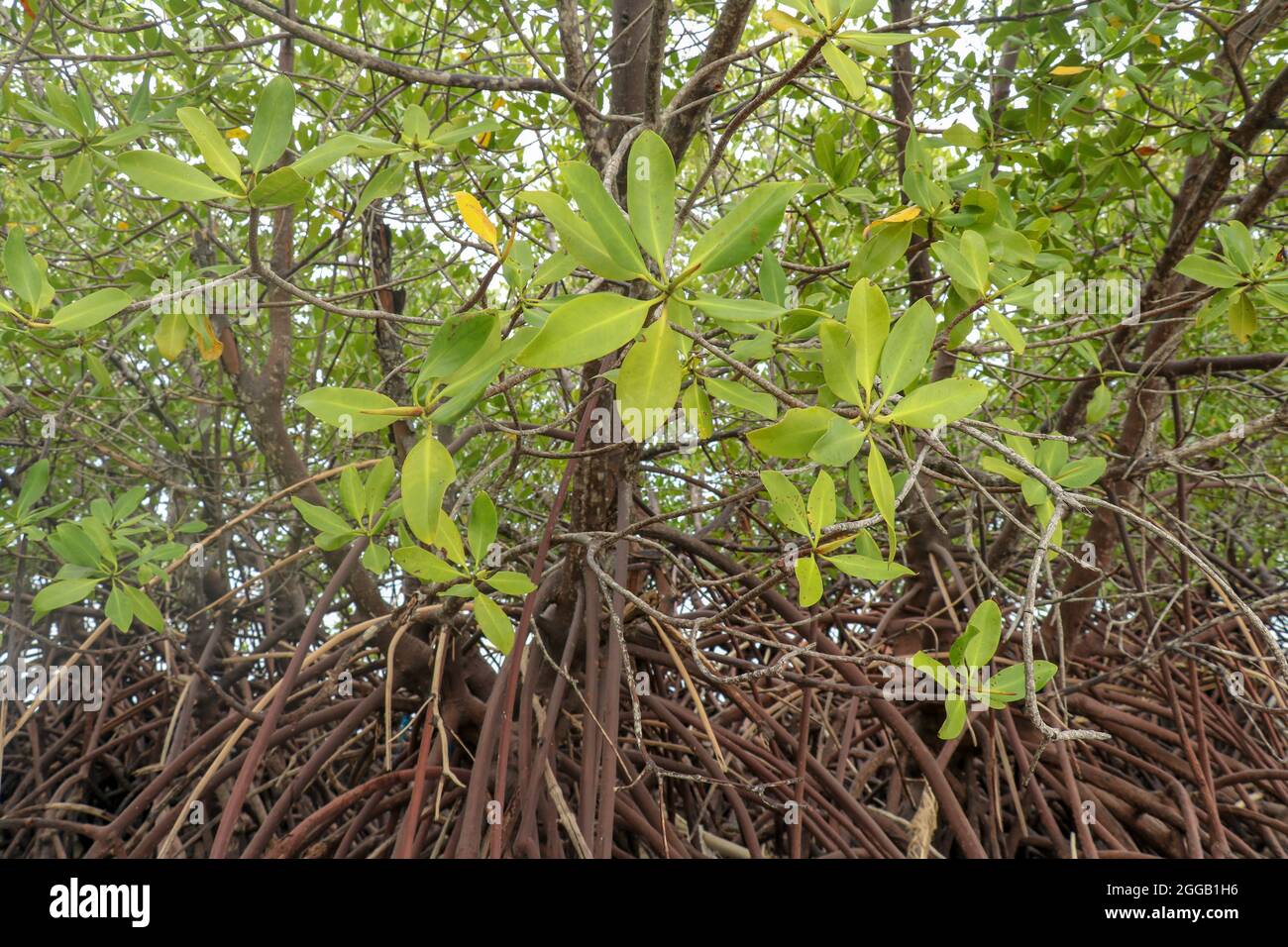 Magrove forest hi-res stock photography and images - Alamy