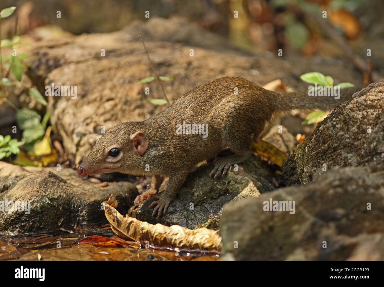 Tupaia High Resolution Stock Photography and Images - Alamy