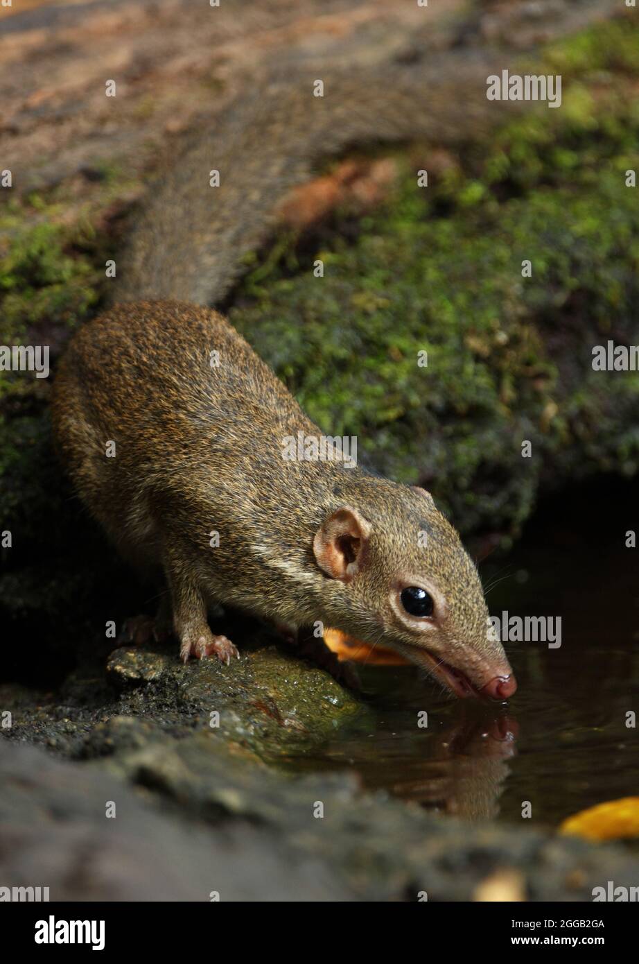 Tupaia High Resolution Stock Photography and Images - Alamy