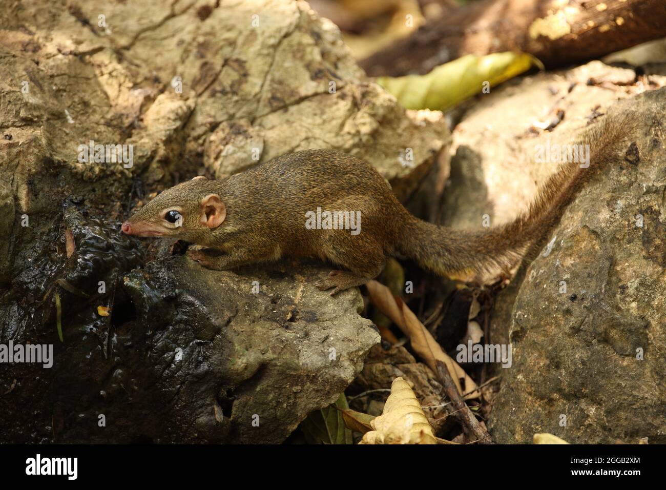 Tupaia hi-res stock photography and images - Alamy