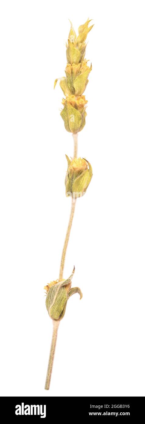 Yellow wild greek flowers hi-res stock photography and images - Alamy