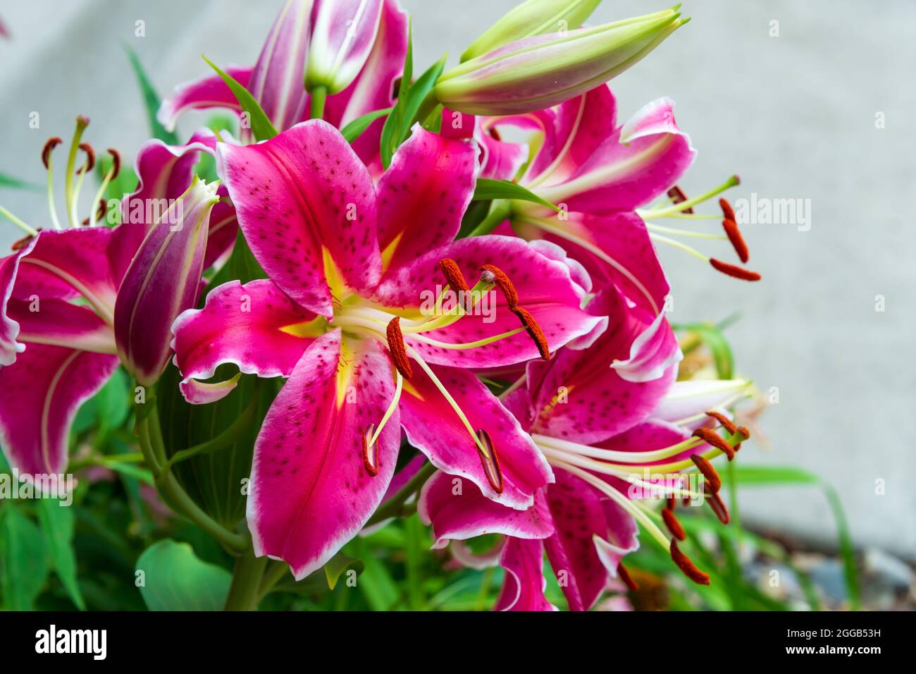Stargazer lily hi-res stock photography and images - Alamy