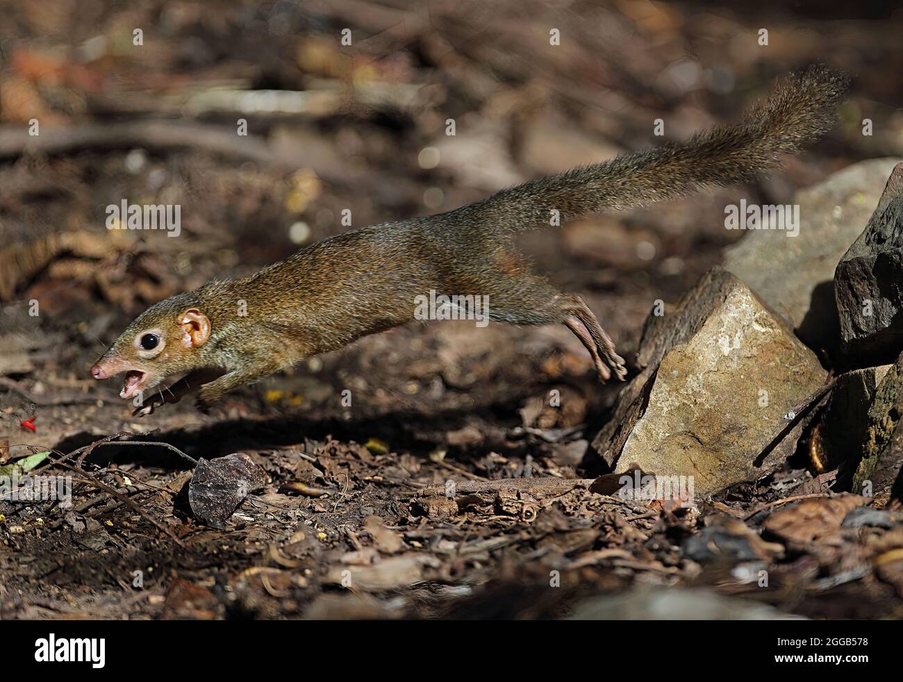 Tupaia High Resolution Stock Photography and Images - Alamy