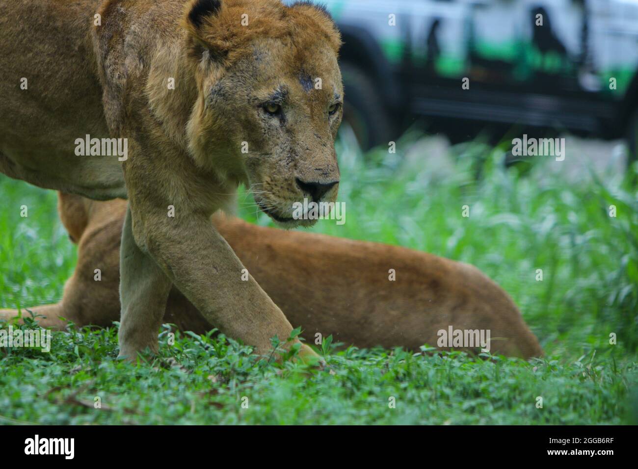 A Lion seen at Safari Park zoo in Bogor, West Java, Indonesia on August ...