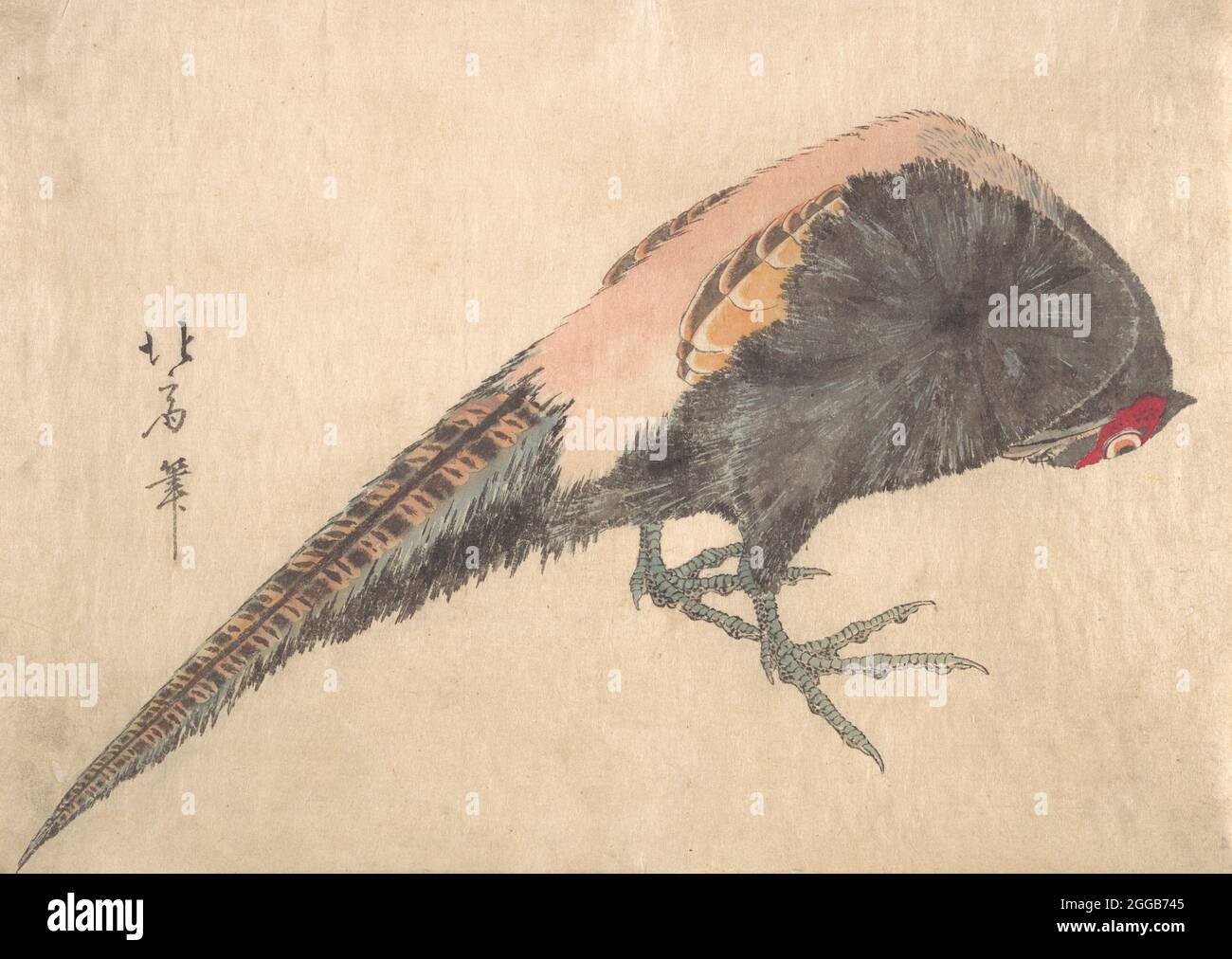 Pheasant claws hi-res stock photography and images - Alamy