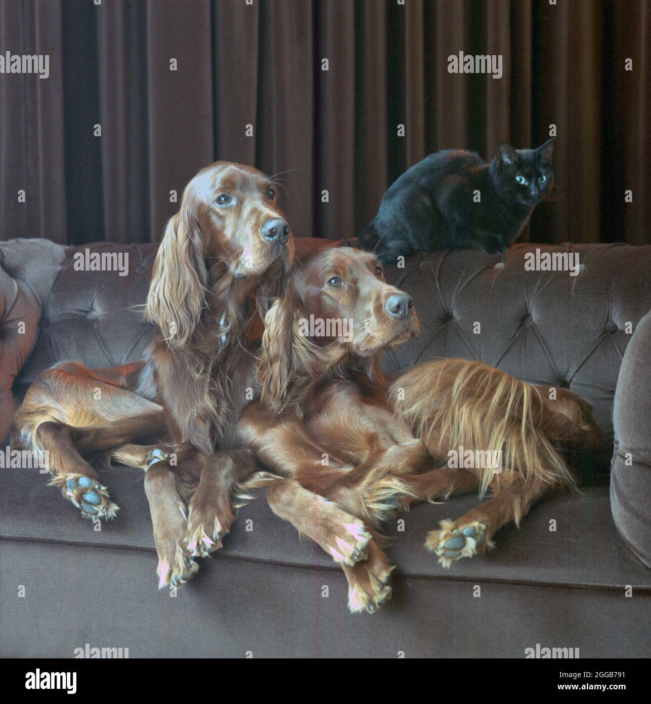 A pair of young male Irish Red Setters sit pensively with a black cat ...