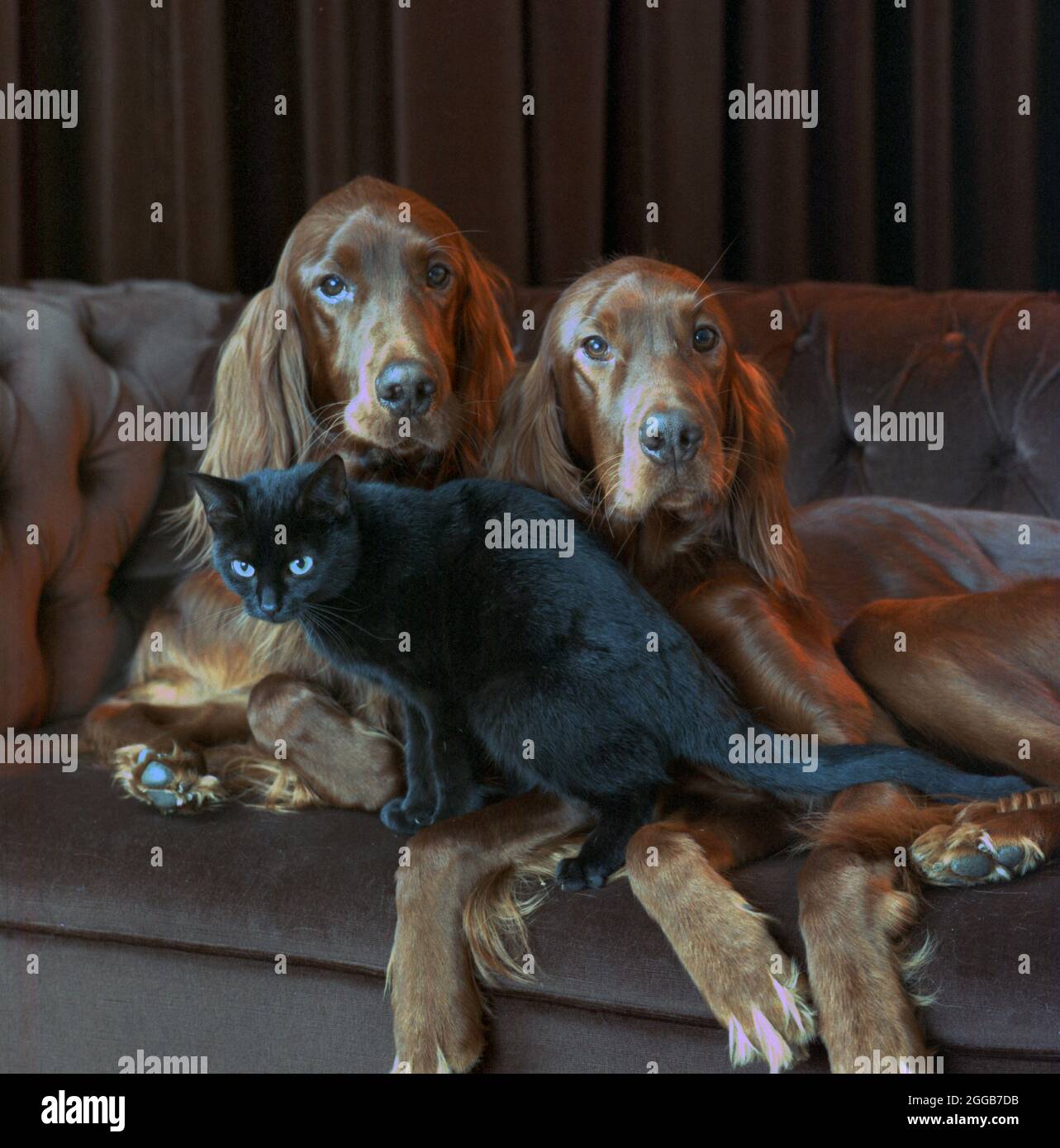 Canine chocolate box cover hi-res stock photography and images - Alamy