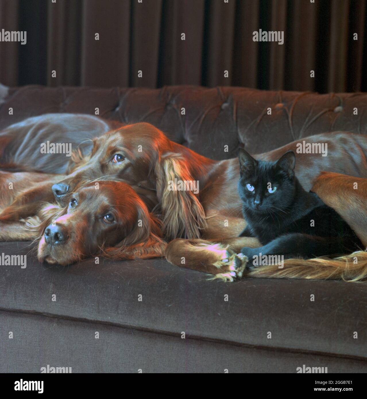 Canine chocolate box cover hi-res stock photography and images - Alamy