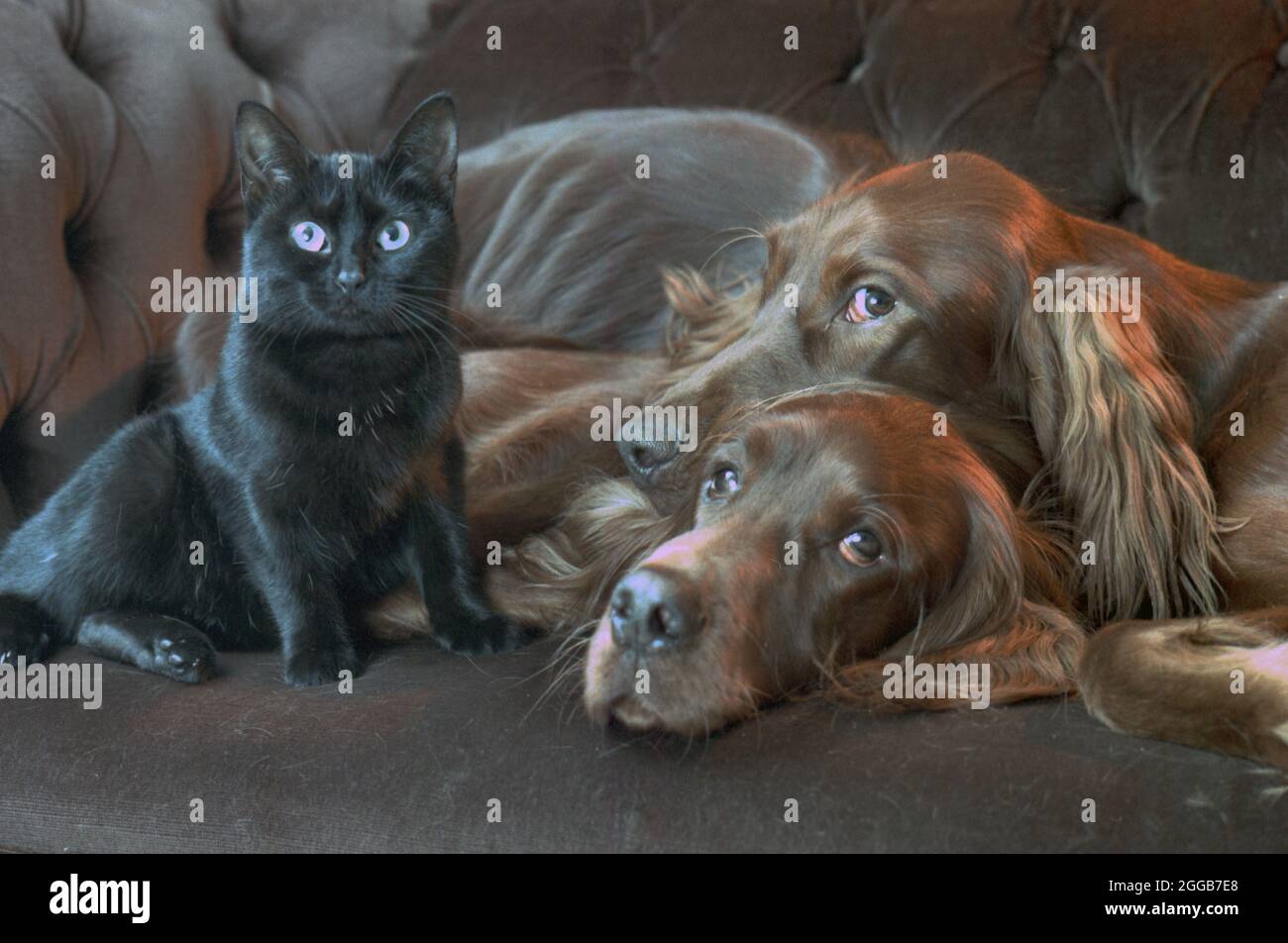 Canine chocolate box cover hi-res stock photography and images - Alamy