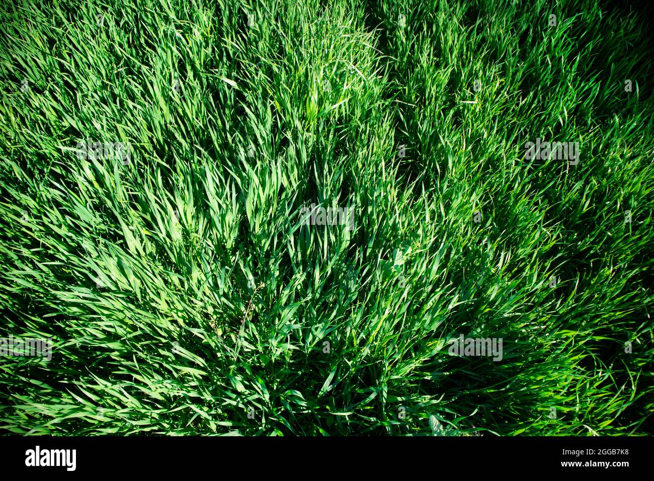 Effect of a windy day on green wheat in spring Stock Photo - Alamy