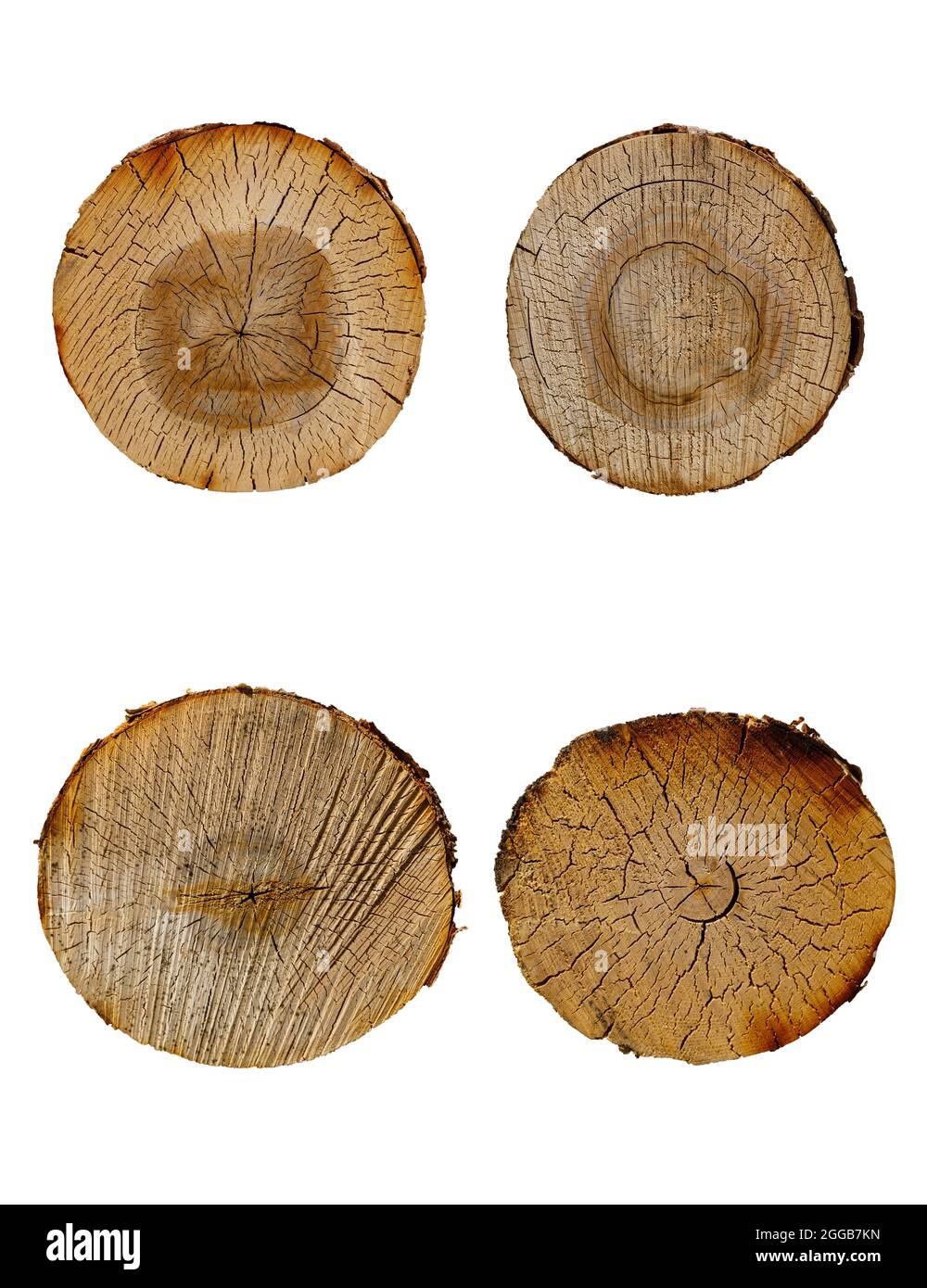 birch log cut set isolated on white background. High quality photo ...