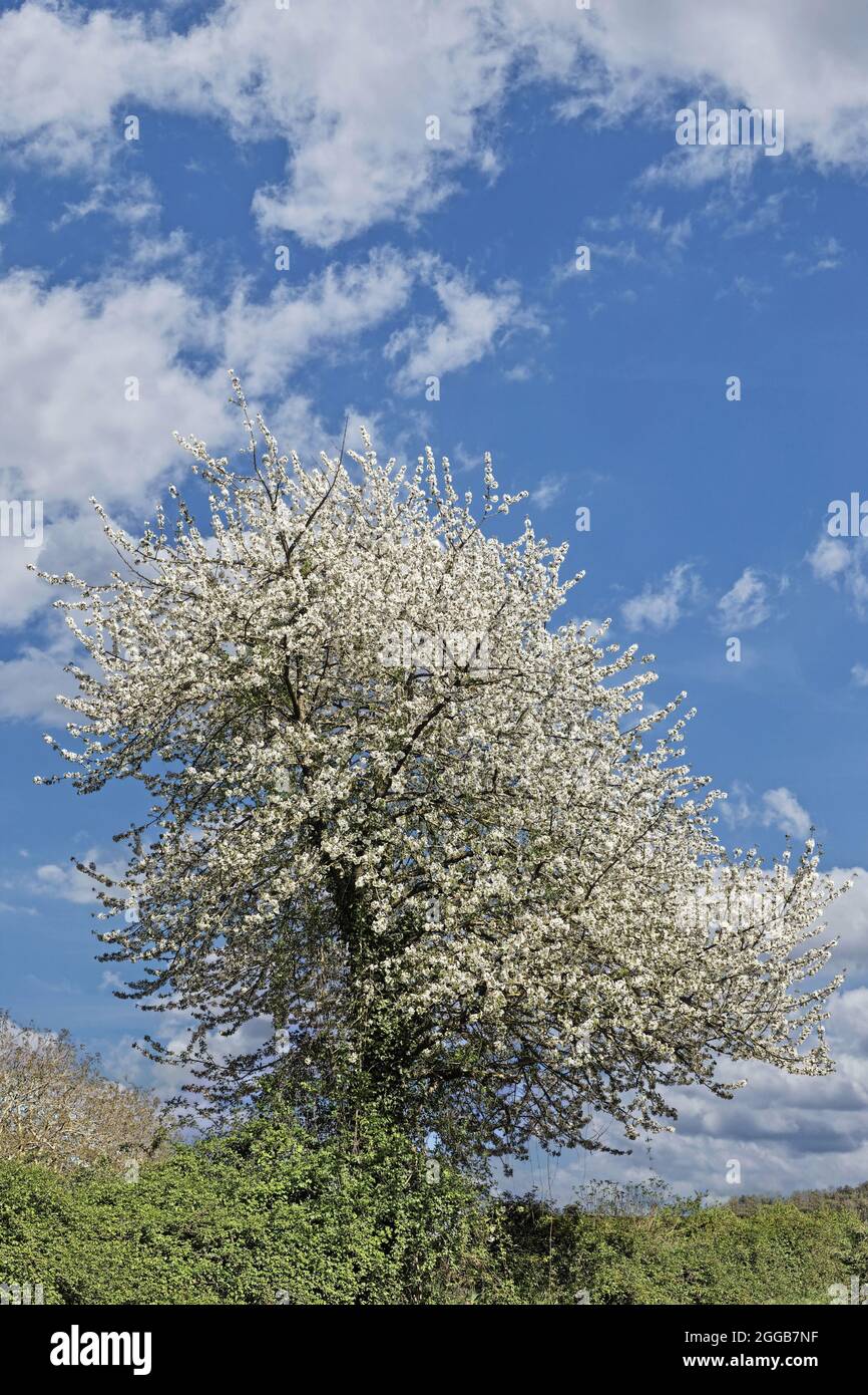 Full cherry tree hi-res stock photography and images - Alamy