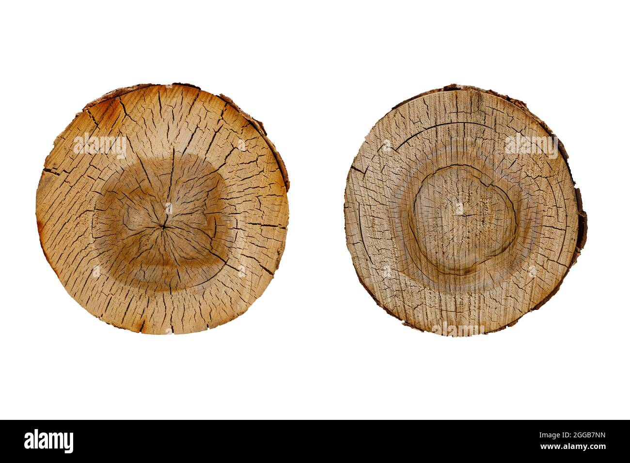 birch log cut set isolated on white background. High quality photo ...