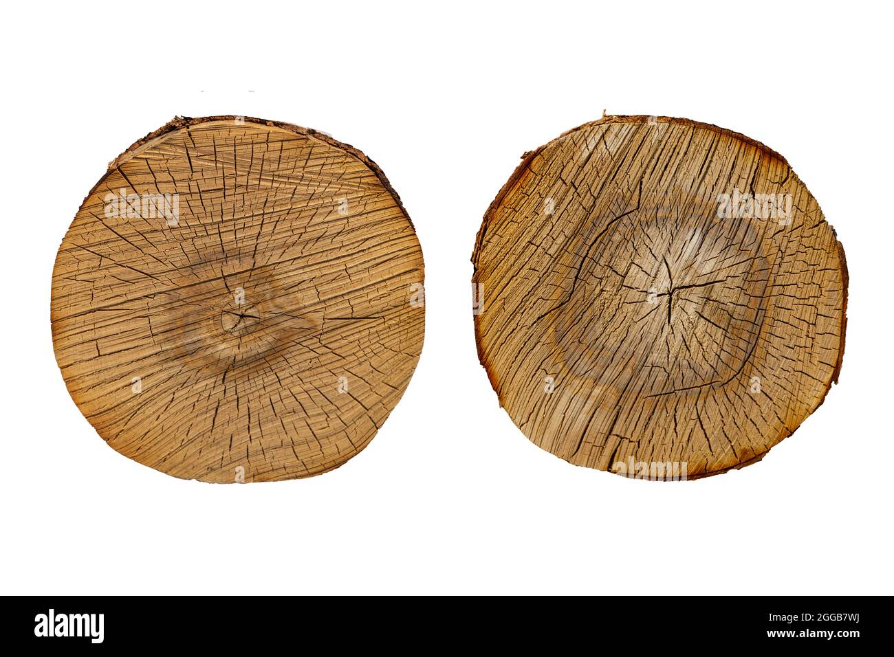 birch log cut set isolated on white background. High quality photo ...