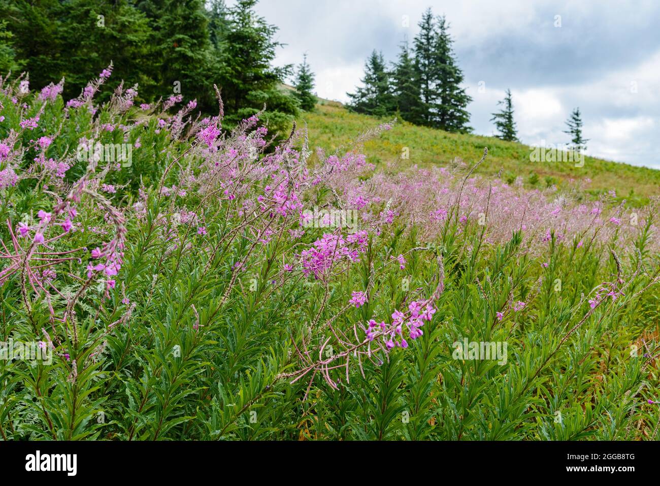Fireweed (Chamaenerion angustifolium) flowers in full bloom. Oregon ...
