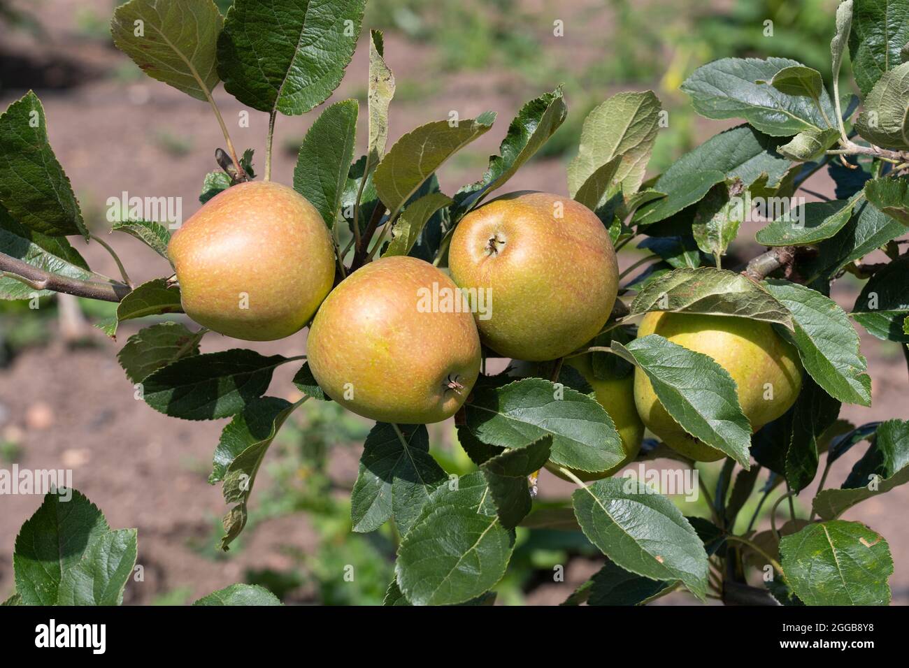 Pitmason pine apple hi-res stock photography and images - Alamy