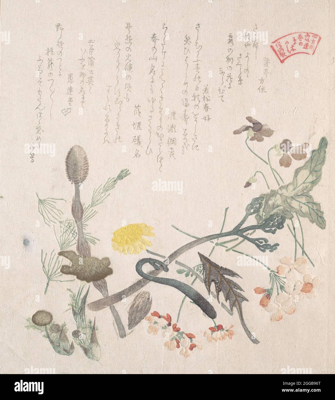 Violets, Primroses and Other Spring Flowers, 19th century Stock Photo ...