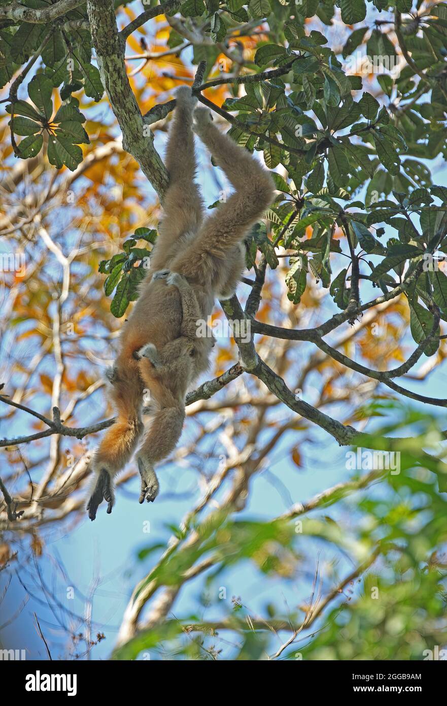 Gibbon swinging tree hi-res stock photography and images - Alamy