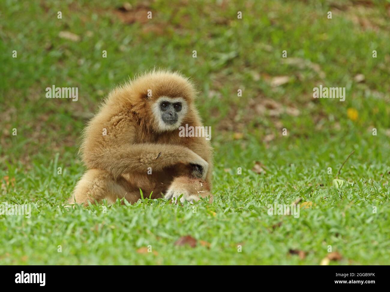 Habituated animal hi-res stock photography and images - Alamy