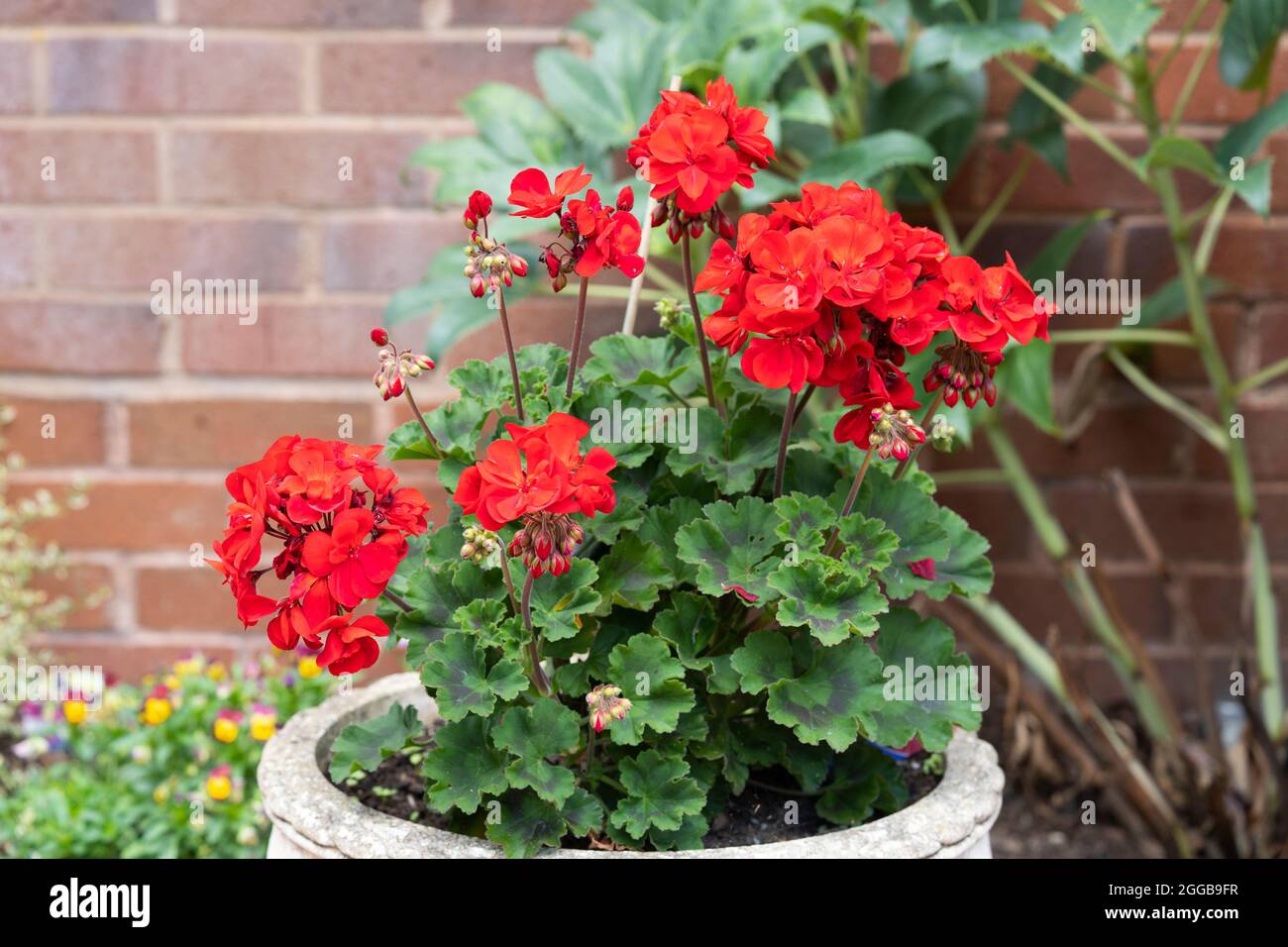 Upright growing leaves hi-res stock photography and images - Alamy