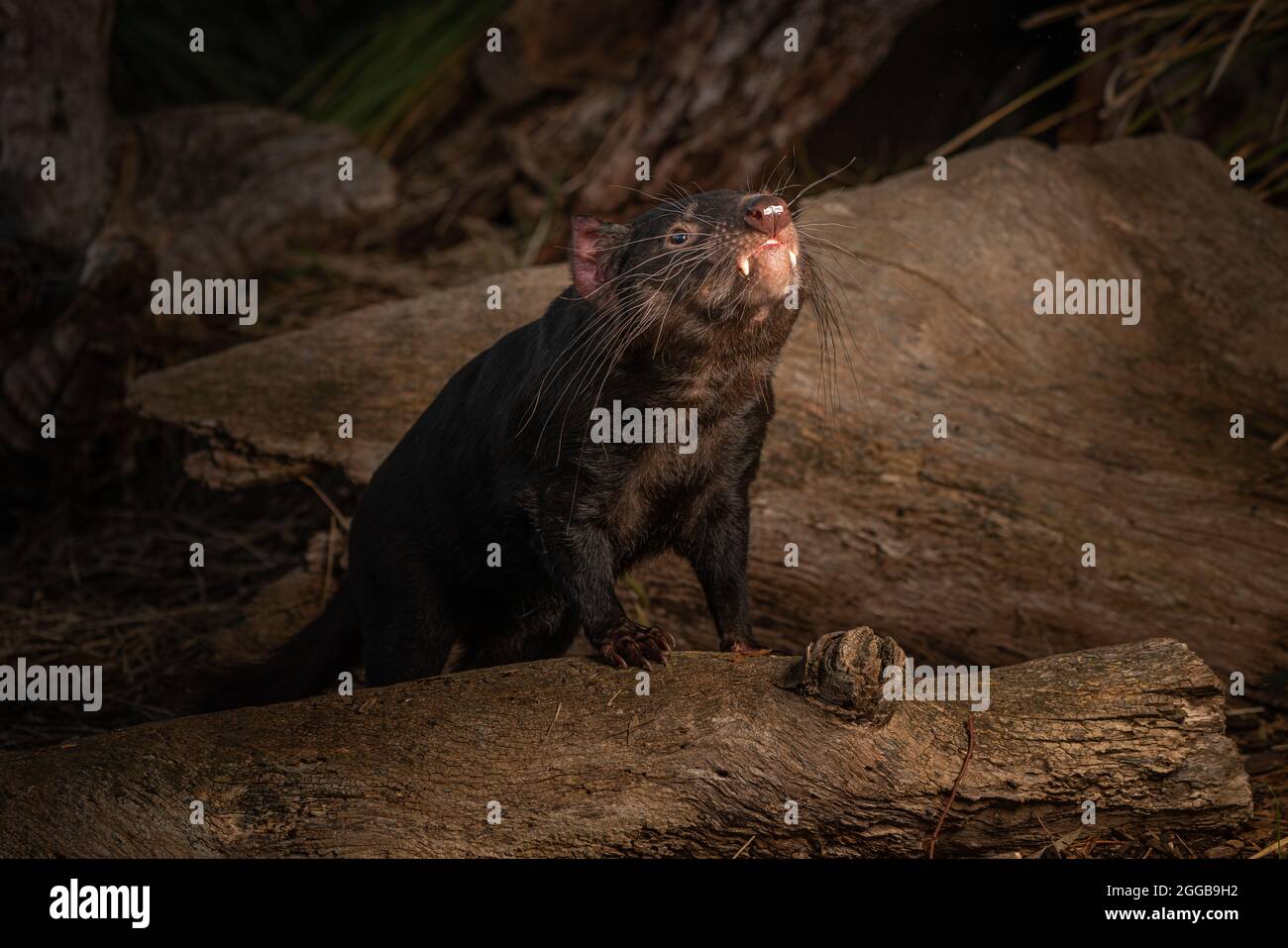 Tasmanian devil with an open mouth standing on a log Stock Photo - Alamy