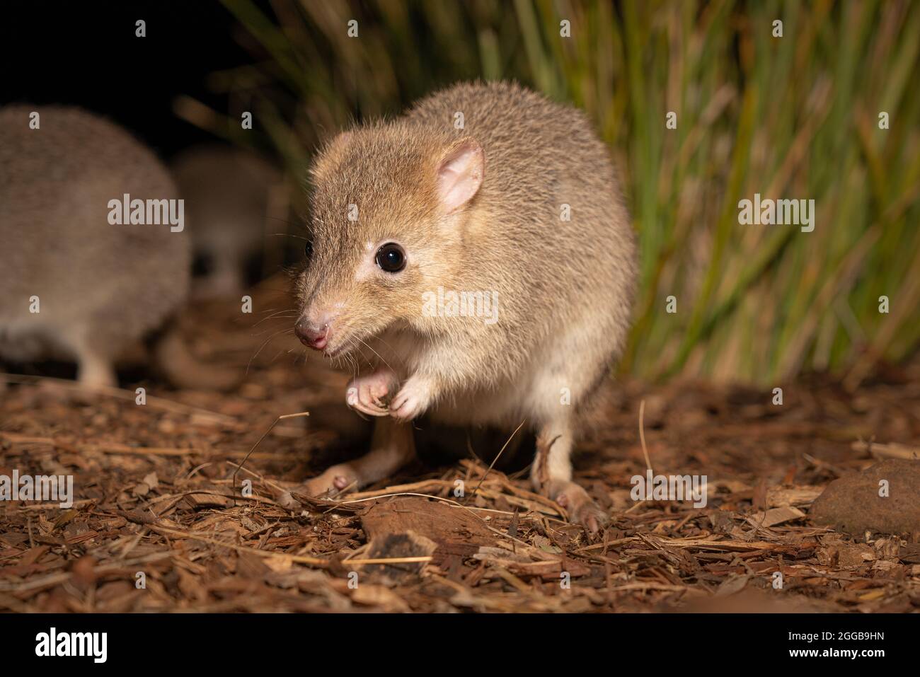 Bettong hi-res stock photography and images - Alamy