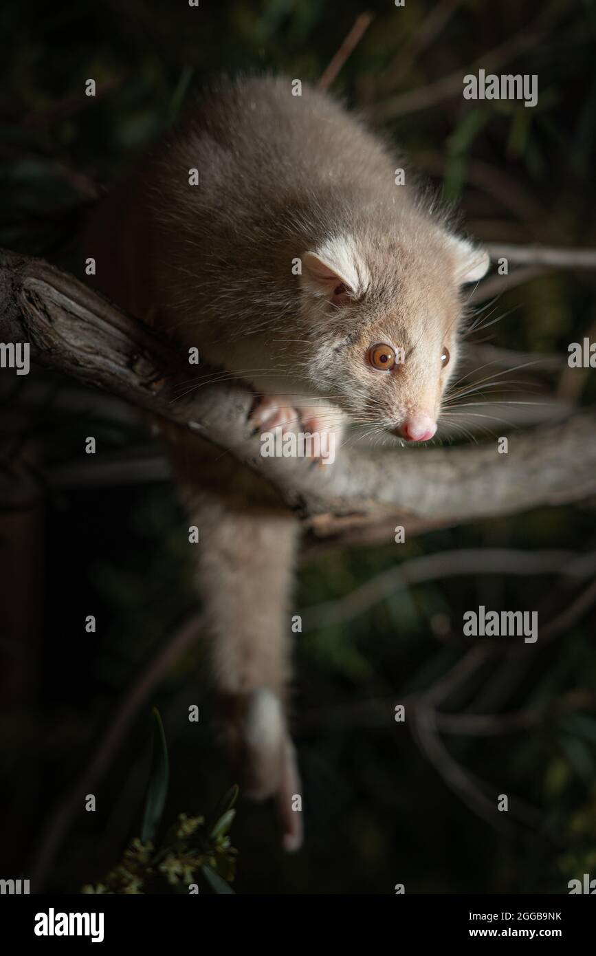 Closeup of a ring-tailed possum sitting on a branch Stock Photo - Alamy