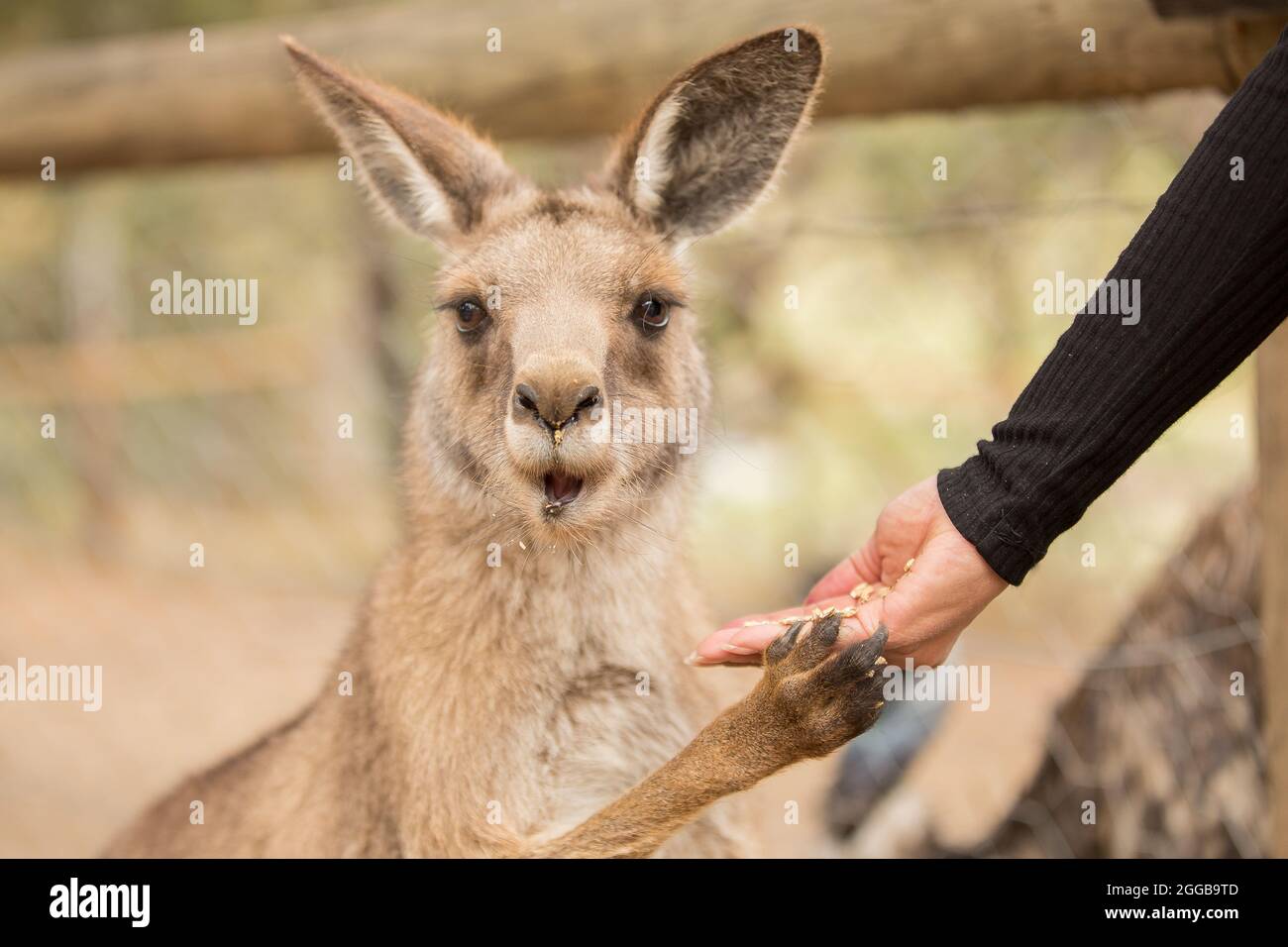 Forester kangaroo being hand-fed in the zoo Stock Photo - Alamy