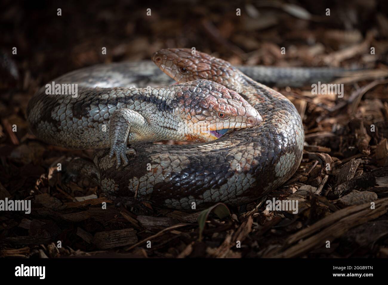 Closeup of two blue-tongued lizards mating in the zoo Stock Photo - Alamy