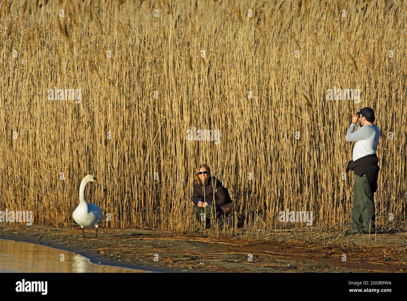 Mute swan and people interaction Stock Photo - Alamy