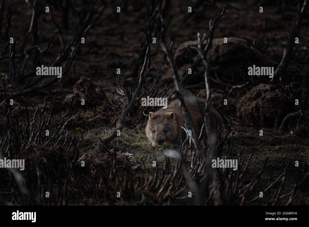 Wombat searching for food in the wild after bushfires Stock Photo - Alamy