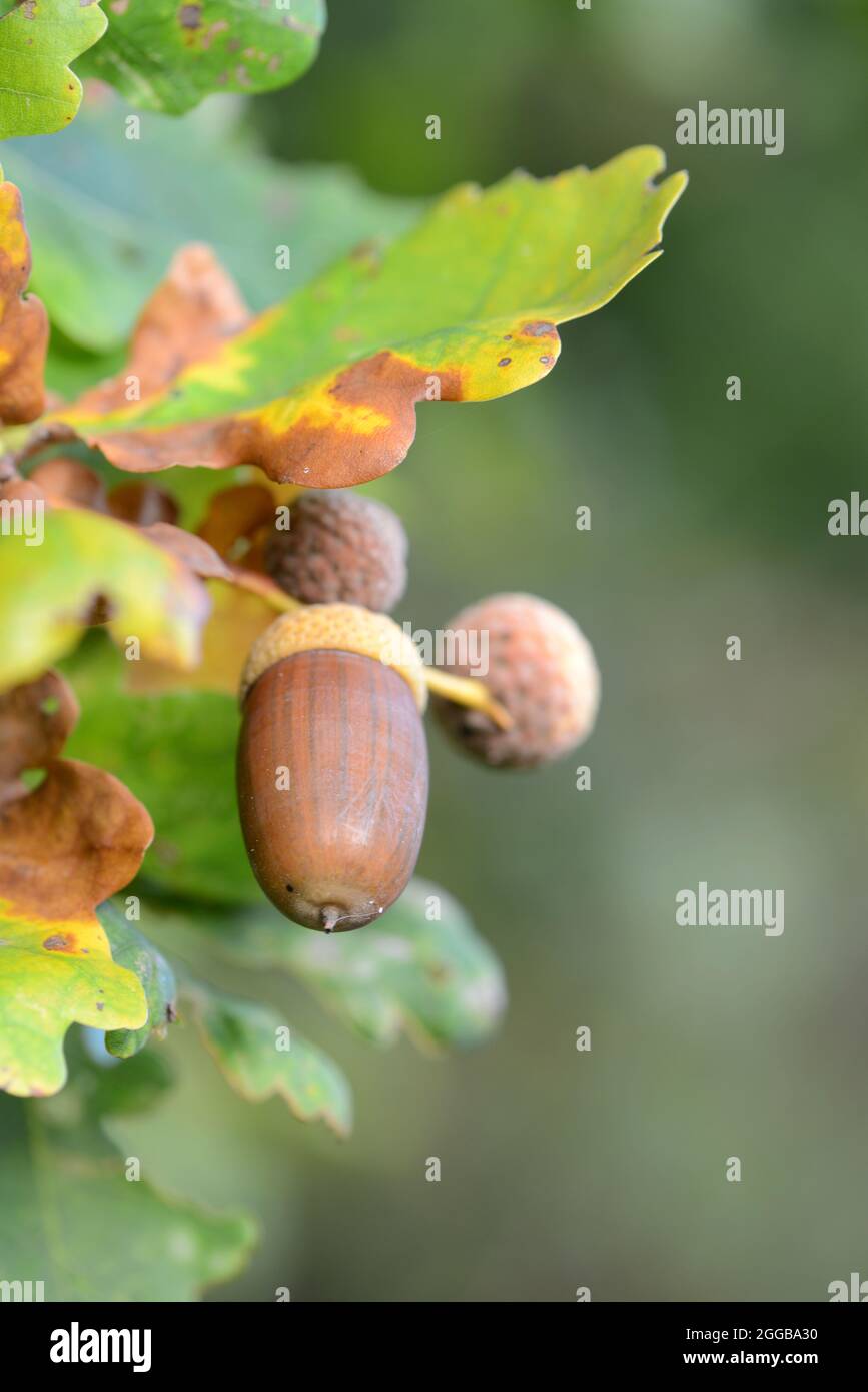 Vertical closeup of the oak nut on the tree Stock Photo - Alamy