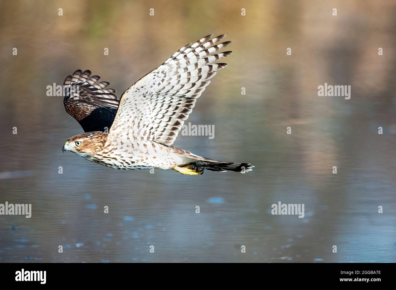 Juvenile Cooper's hawk in flight Stock Photo - Alamy
