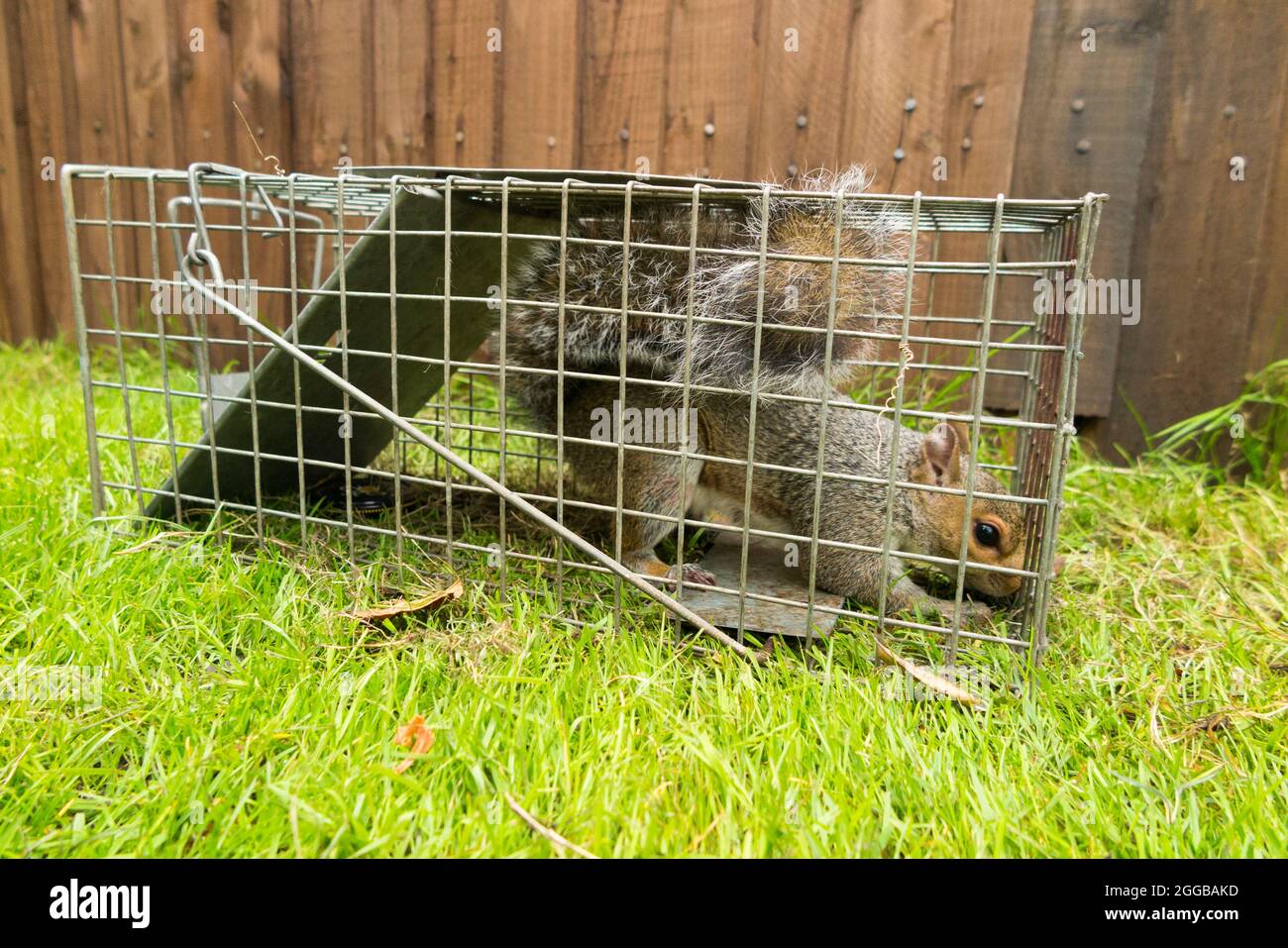 Trapped trap caged pest hi-res stock photography and images - Alamy