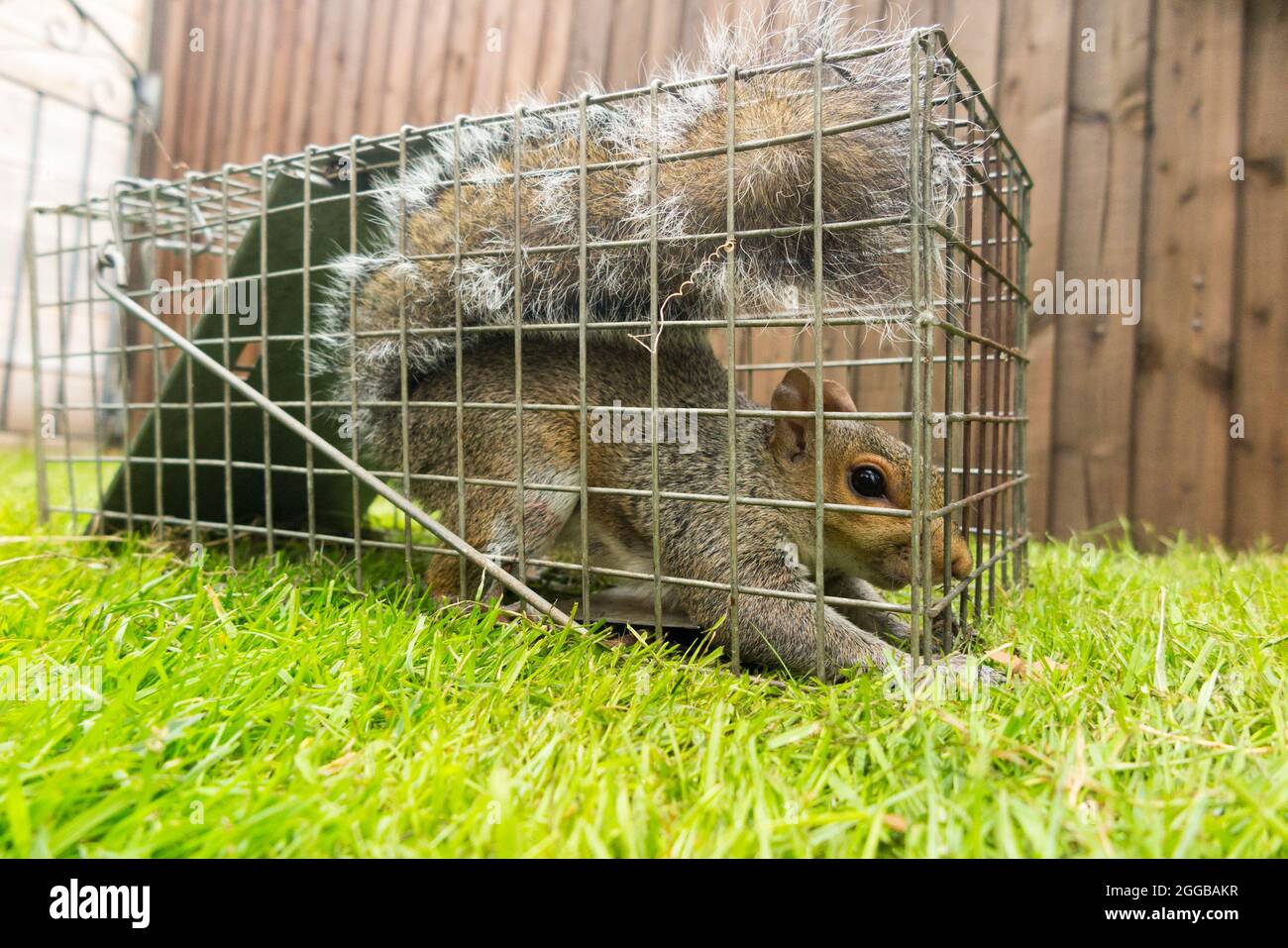 Wild grey squirrel caught and trapped in a humane trap after causing a ...
