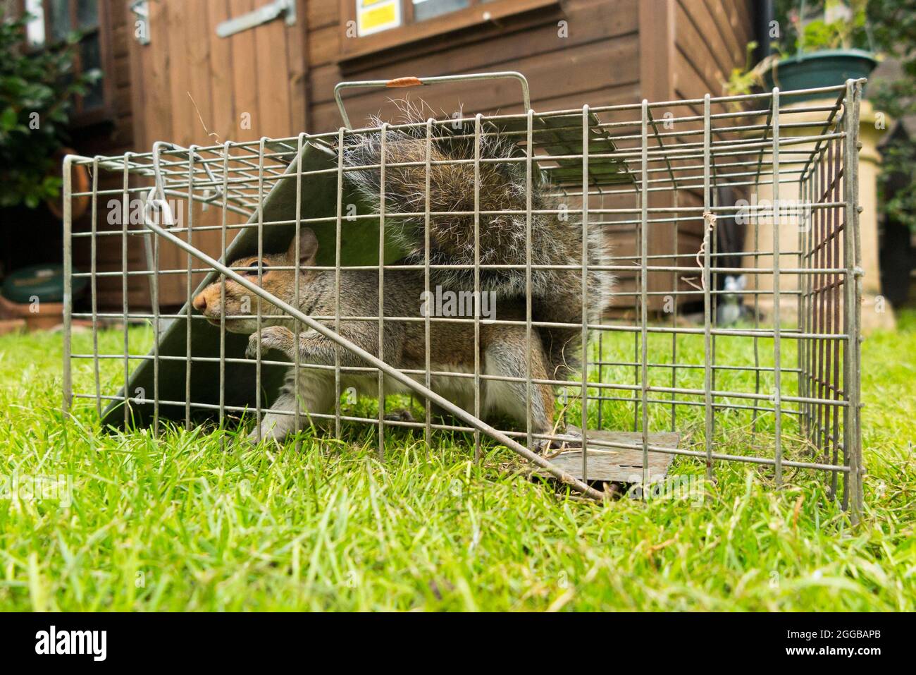 Wild grey squirrel caught and trapped in a humane trap after causing a ...