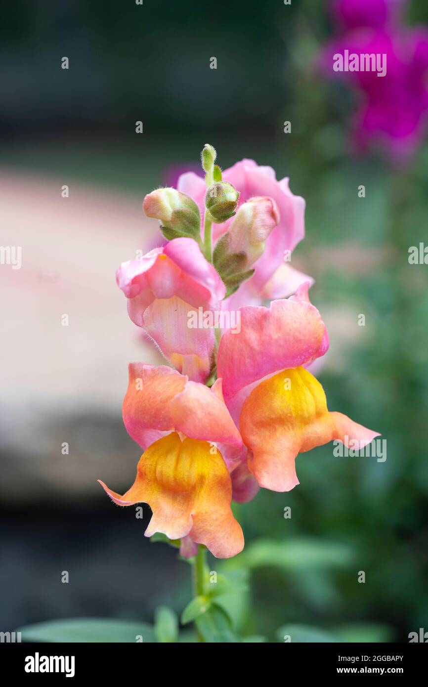 August blooms hi-res stock photography and images - Alamy