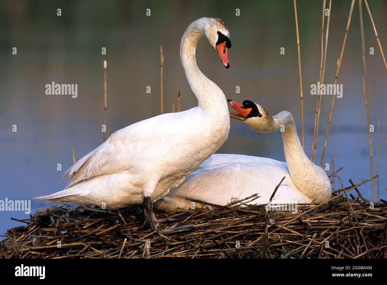 A mated pair of mute swans allopreening on their nest Stock Photo - Alamy