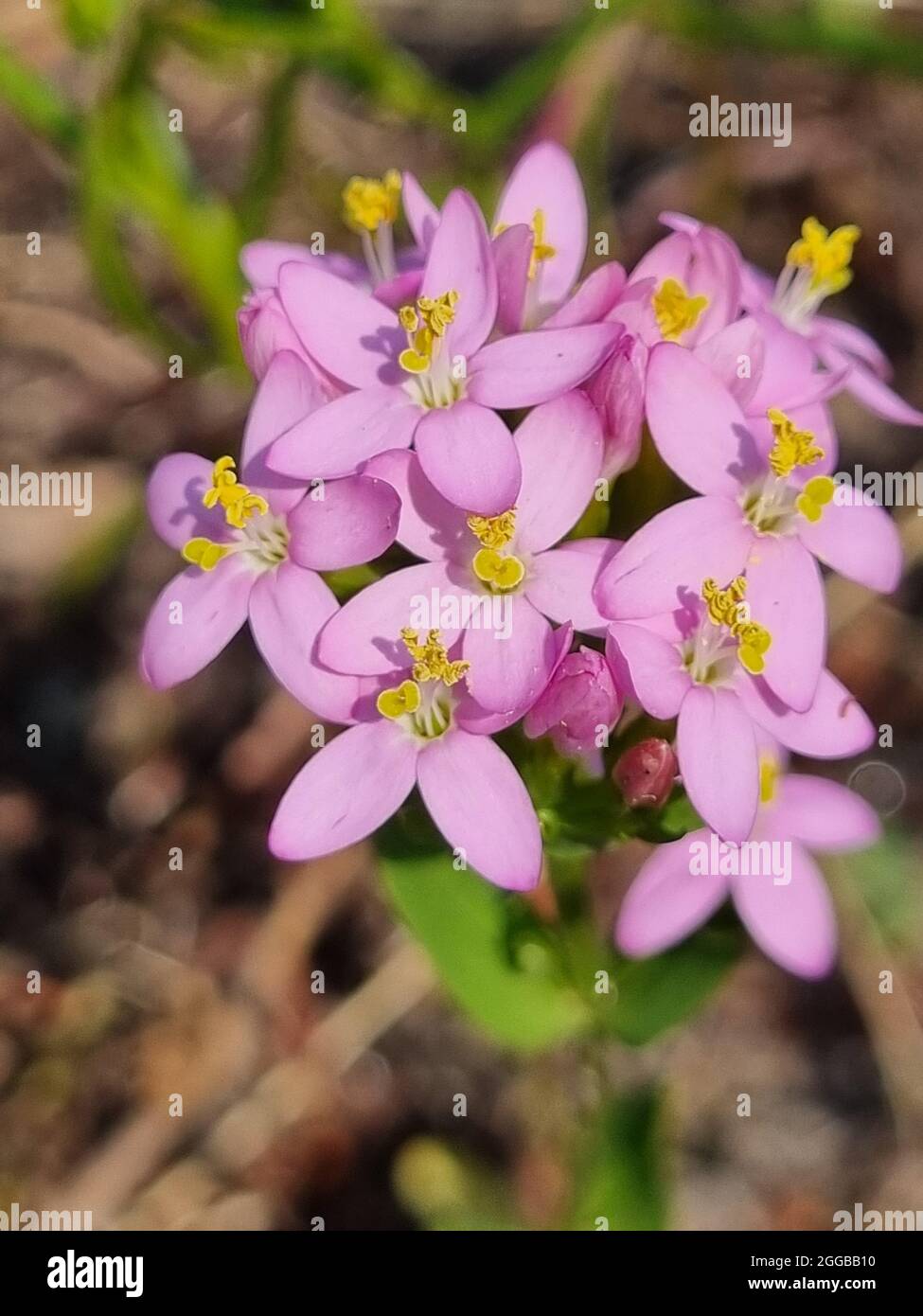 Shot of the beautiful baby-pink-colored spring flowers growing next to ...