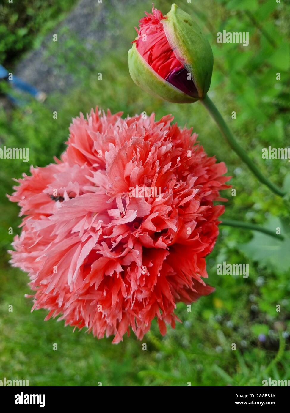 Shot of the beautiful fluffy-looking light red-colored flower growing ...