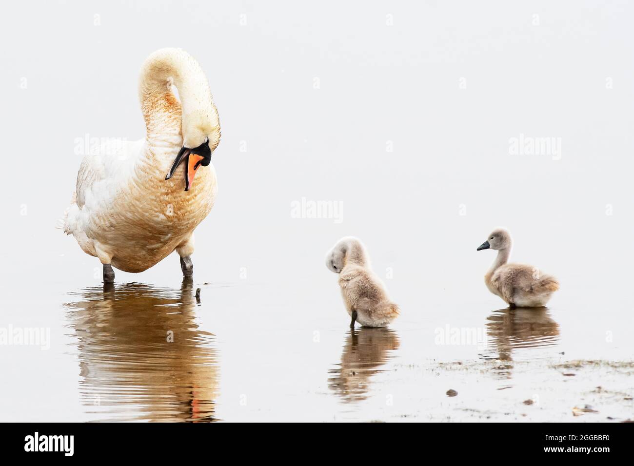 Cygnets swans pond birds hi-res stock photography and images - Alamy
