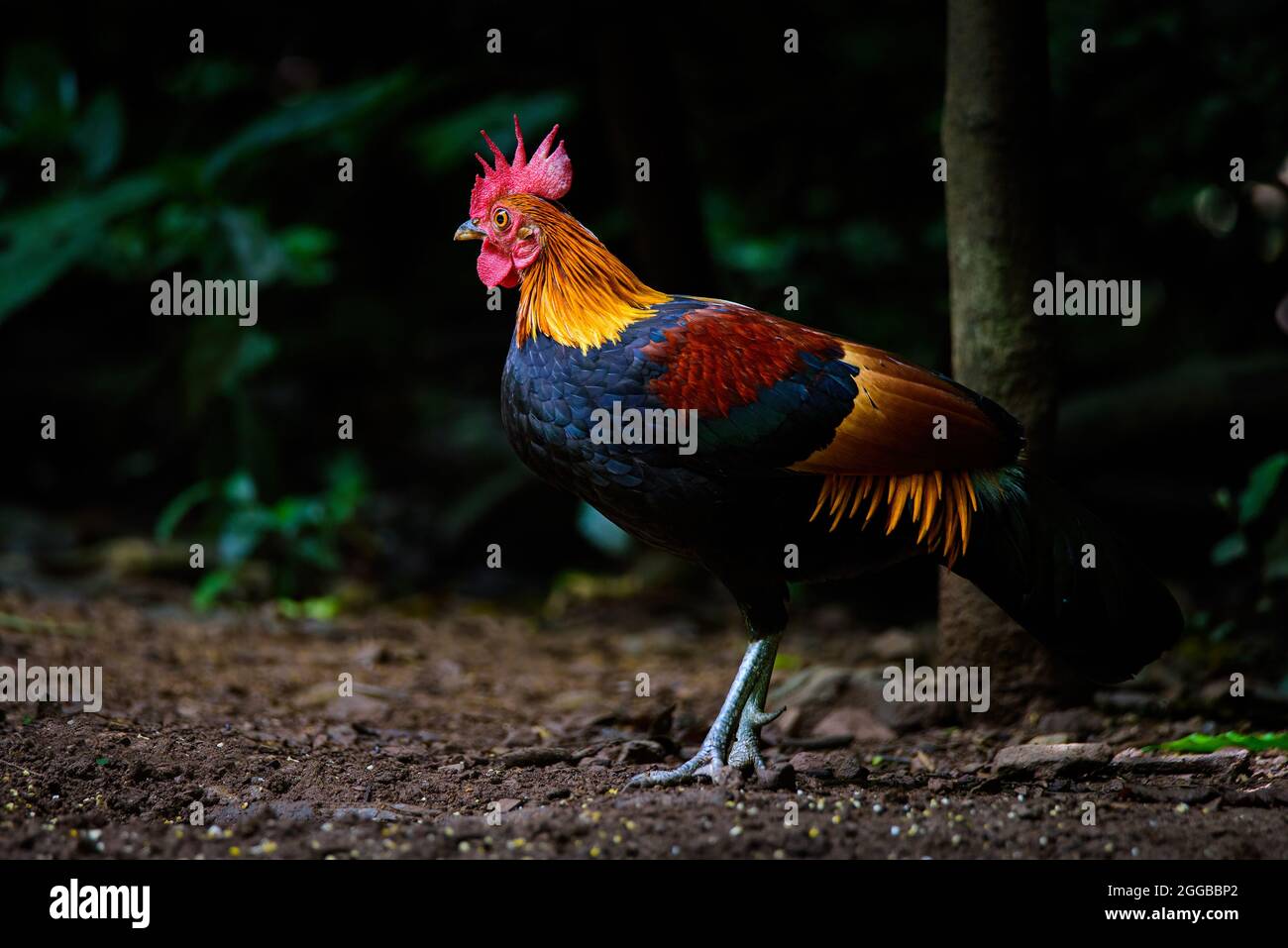 Red Junglefowl - Gallus gallus tropical bird Beautiful colors in green ...